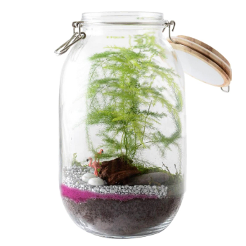 Glass Jar Terrarium Kit | Plants and Home Decor to Mauritius